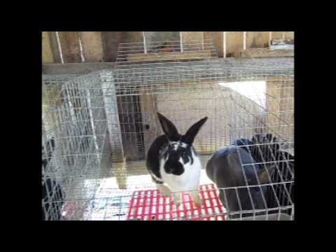 It's Breeding Time: 4/6/17 - YouTube