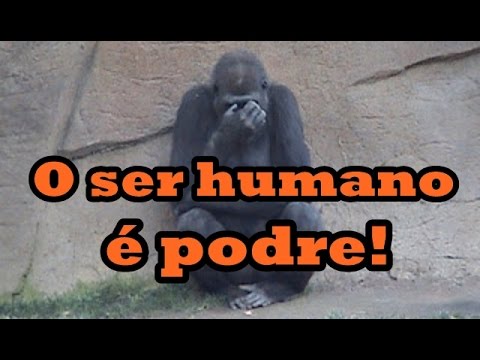 O ser humano é podre! - YouTube