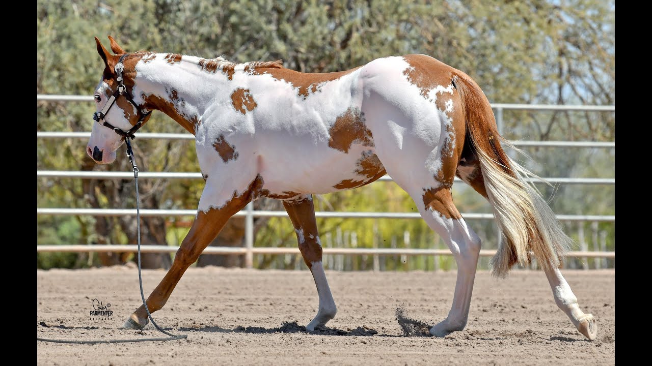 Red White and Chrome APHA 2021 filly by Mr Zip O Rock out of an Alotta ...