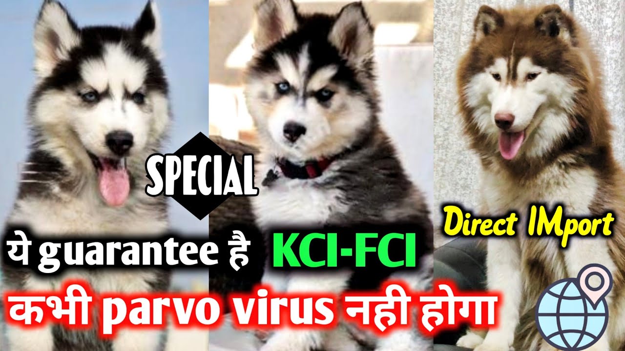 KCI - FCI Registered Siberian husky wolly coat || Import line husky ...