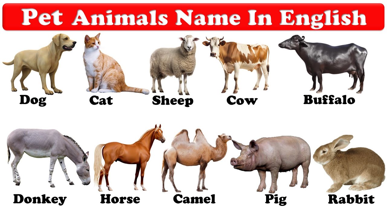 Pet Animals Name in English | Domestic Animals Name | Pet Animals ...