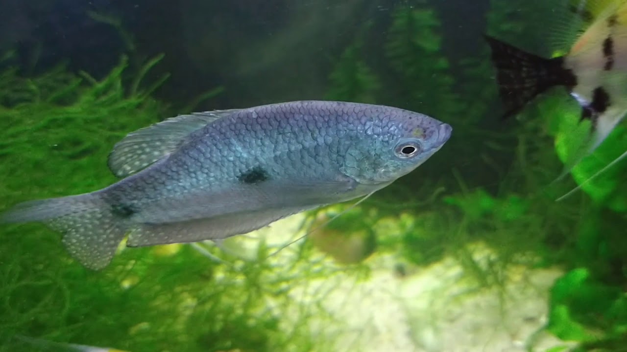 Tropical Fish Tank. Blue Spotted Gourami - YouTube