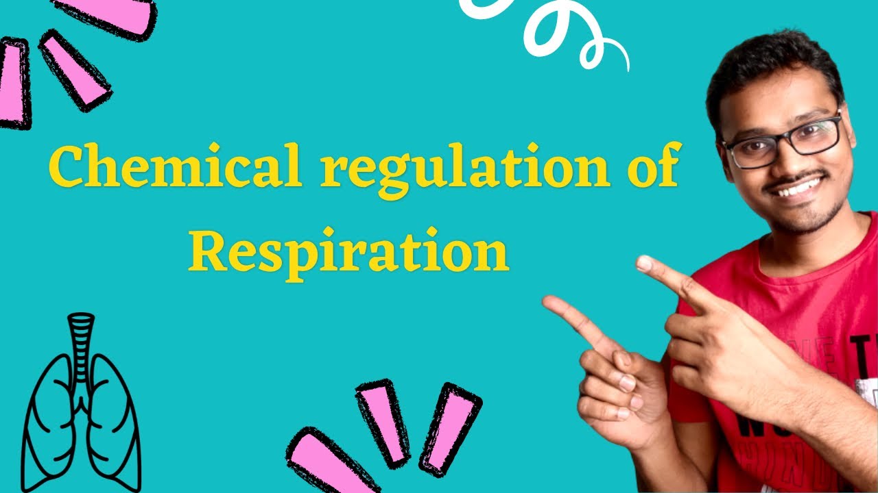 Regulation of respiration - chemical control - YouTube