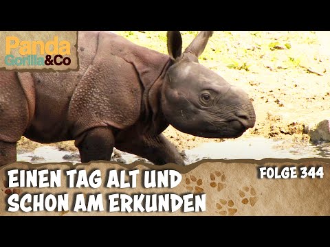 Ein Nashorn-Baby macht seine ersten Schritte und eine Insel voller Affen | Panda, Gorilla & Co.