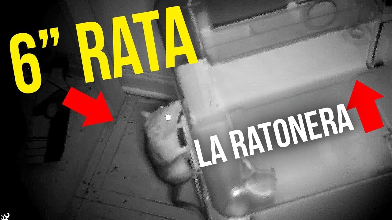 ENORME INFESTACIÓN de ratas, 6 ratas superaron la trampa pegajosa ...