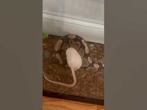 Slytherin (Ball Python) Striking a White Rat - YouTube