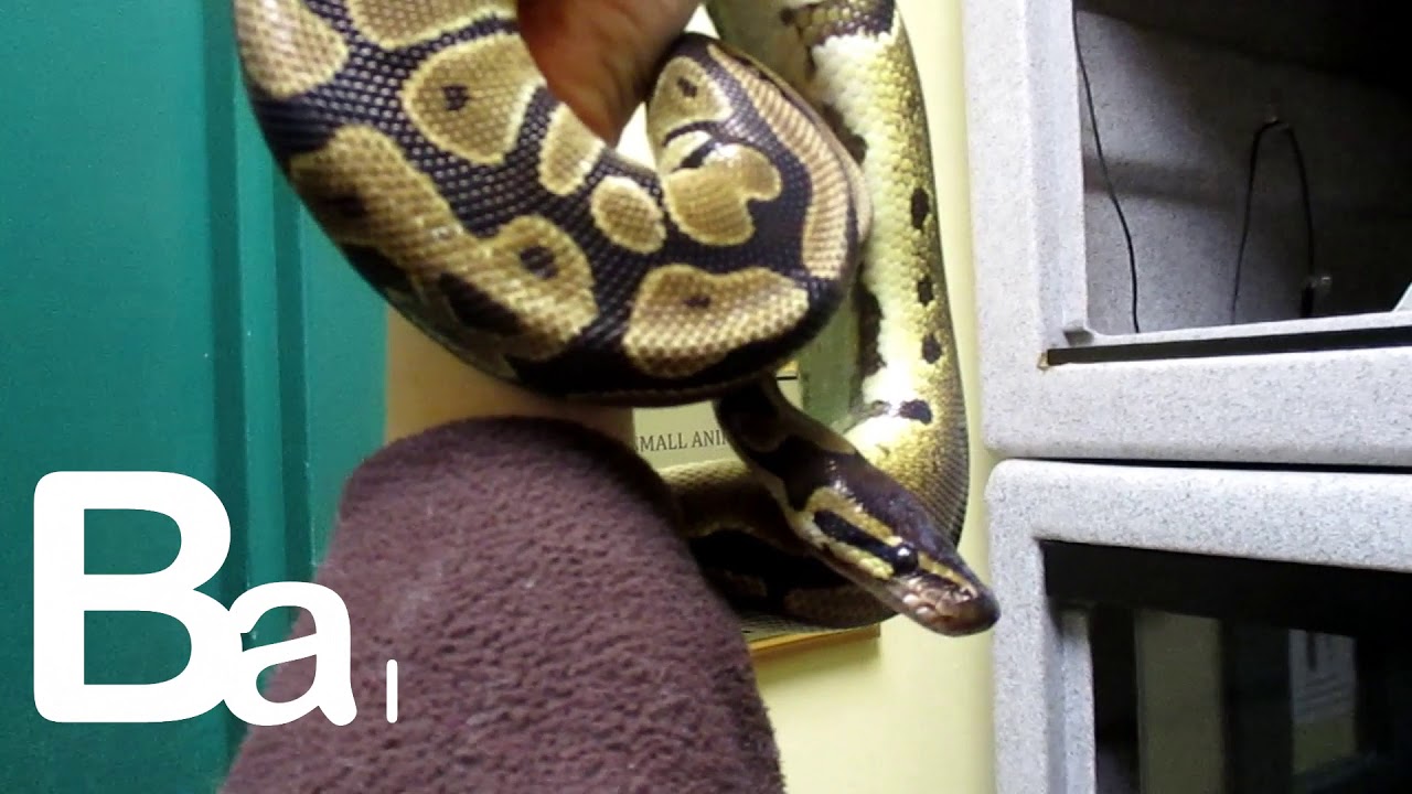 HAWS What Animal Am I? - #3 - YouTube