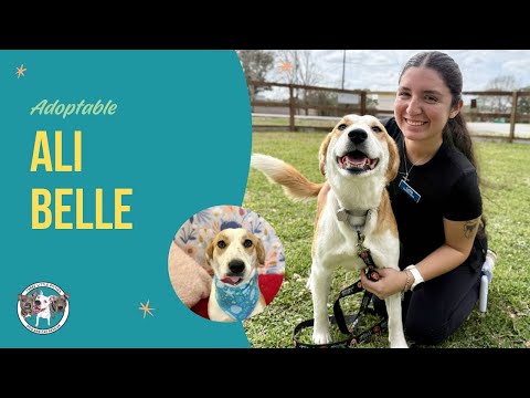 Ali Belle | Loyal, Gentle, Playful