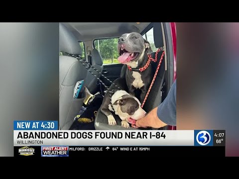 Owners sought after 2 dogs abandoned at Willington truck stop, tied to guardrail