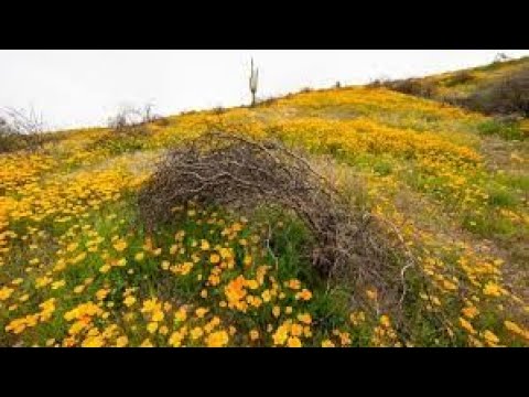 Arizona Super Bloom - YouTube