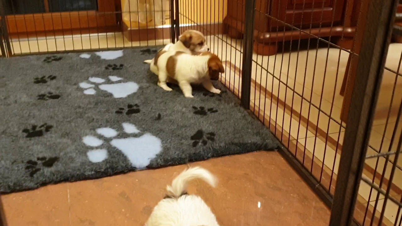 DAREL Jack Russell Terrier - RIKI i RITA Darel w wieku 7 tygodni - YouTube