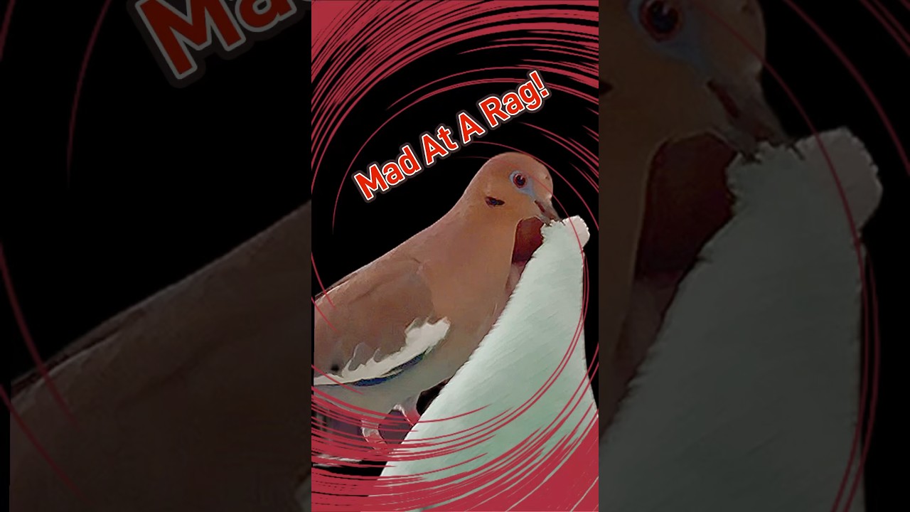 🤣 Silly Dove Attacks A Rag! 😂 #funnybirds #doves #birds ##shortsbirds # ...
