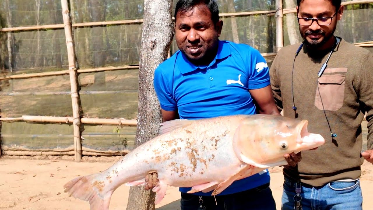 রাজেন্দ্রপুর সাহেব বাড়ি রিসোর্ট থেকে বিশাল সাইজের বিগহেড মাছ শিকার ...