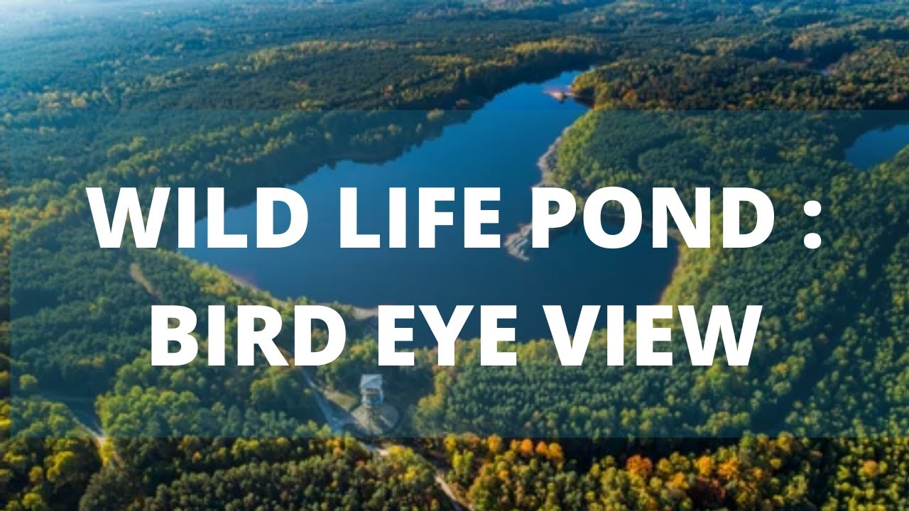 Wild Life Pond : Bird Eye View - YouTube