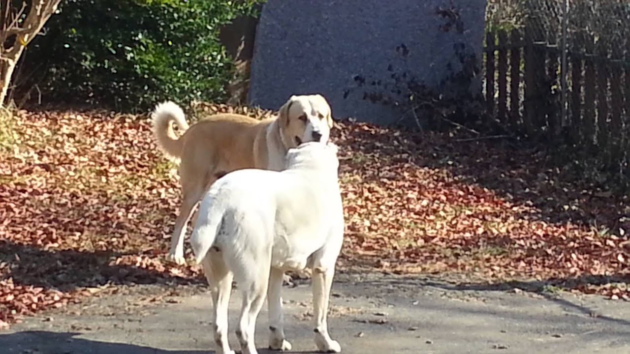 TAIGAH (white female) 5 yrs.old ALABAI Dog - YouTube