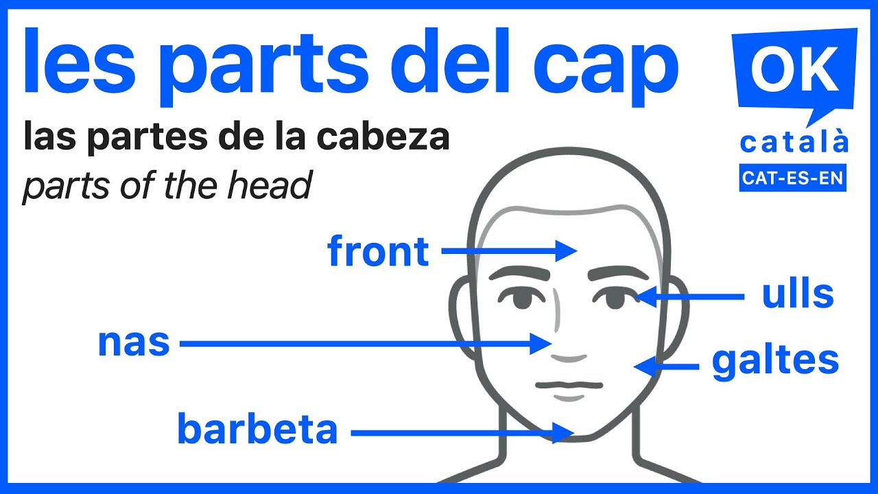 Les parts del cap i de la cara en català | Amb àudio i traducció ES i ...
