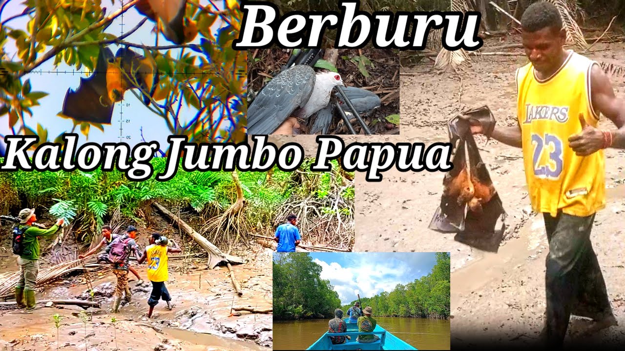 Papua • Berburu Pergam,Hunting Kalong jumbo penghuni hutan papua - YouTube