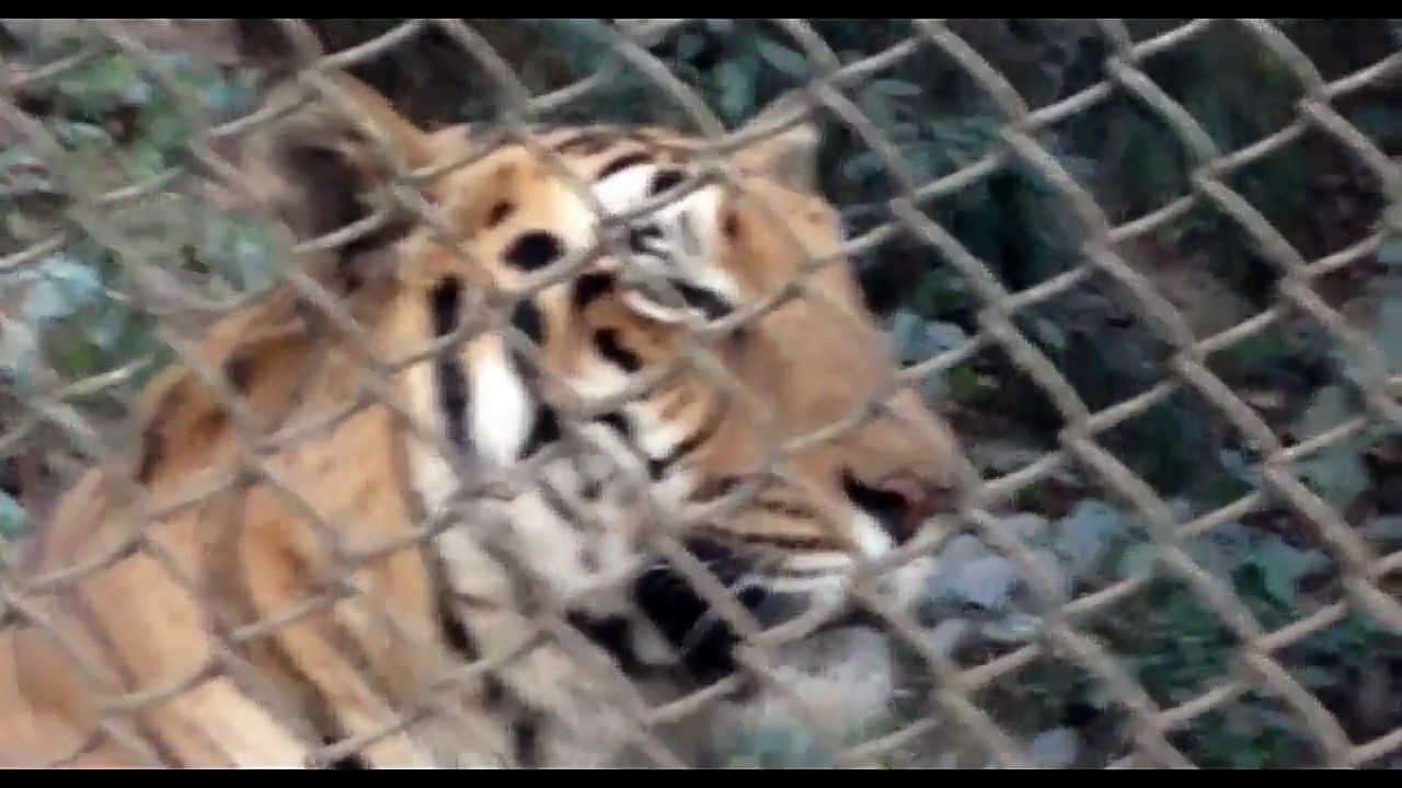 Tigers : Felines go wild chasing flying prey - YouTube