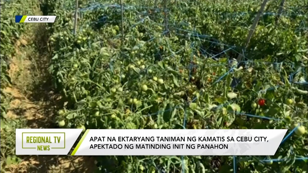 Regional TV News: 4-hectares taniman ng kamatis sa Cebu City, apektado ...
