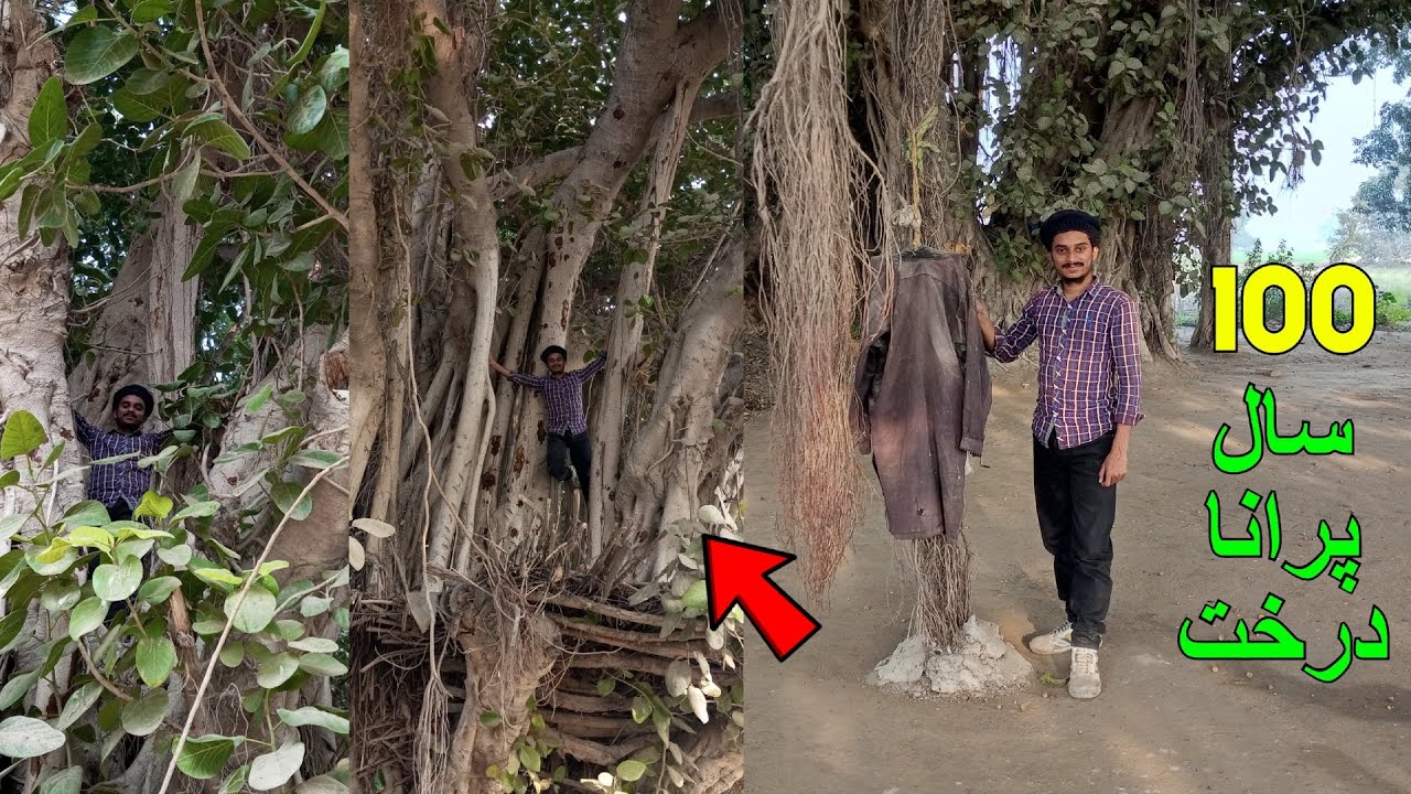 100 Year Old Tree in Rahim Yar Kan | 100 saal purana drakht | Umer ...