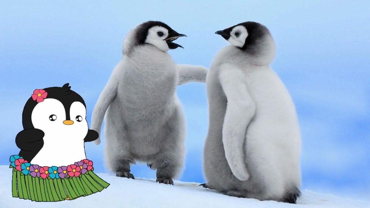 What Does a Penguin Sound Like? Real Penguin Calls and Noises - YouTube