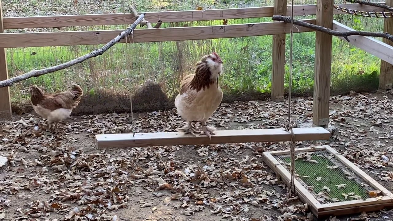 Chicken swinging - YouTube