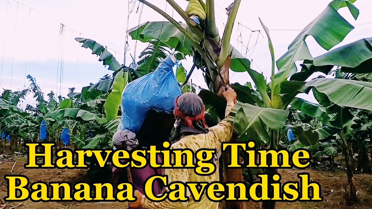 Proper Harvest of Banana Cavendish (Harvesting of Banana Cavendish for ...
