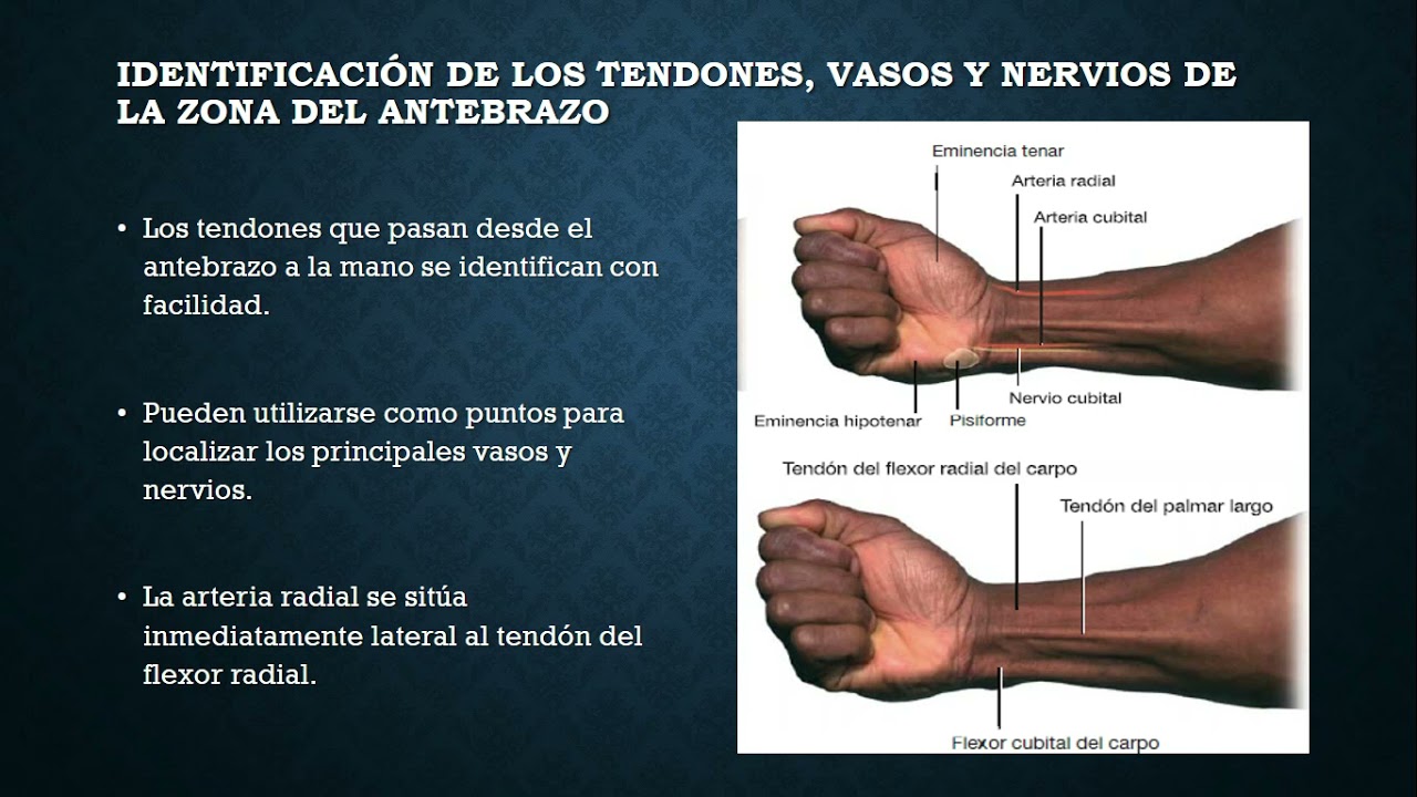 Anatomia de superficie Miembro Superior - YouTube