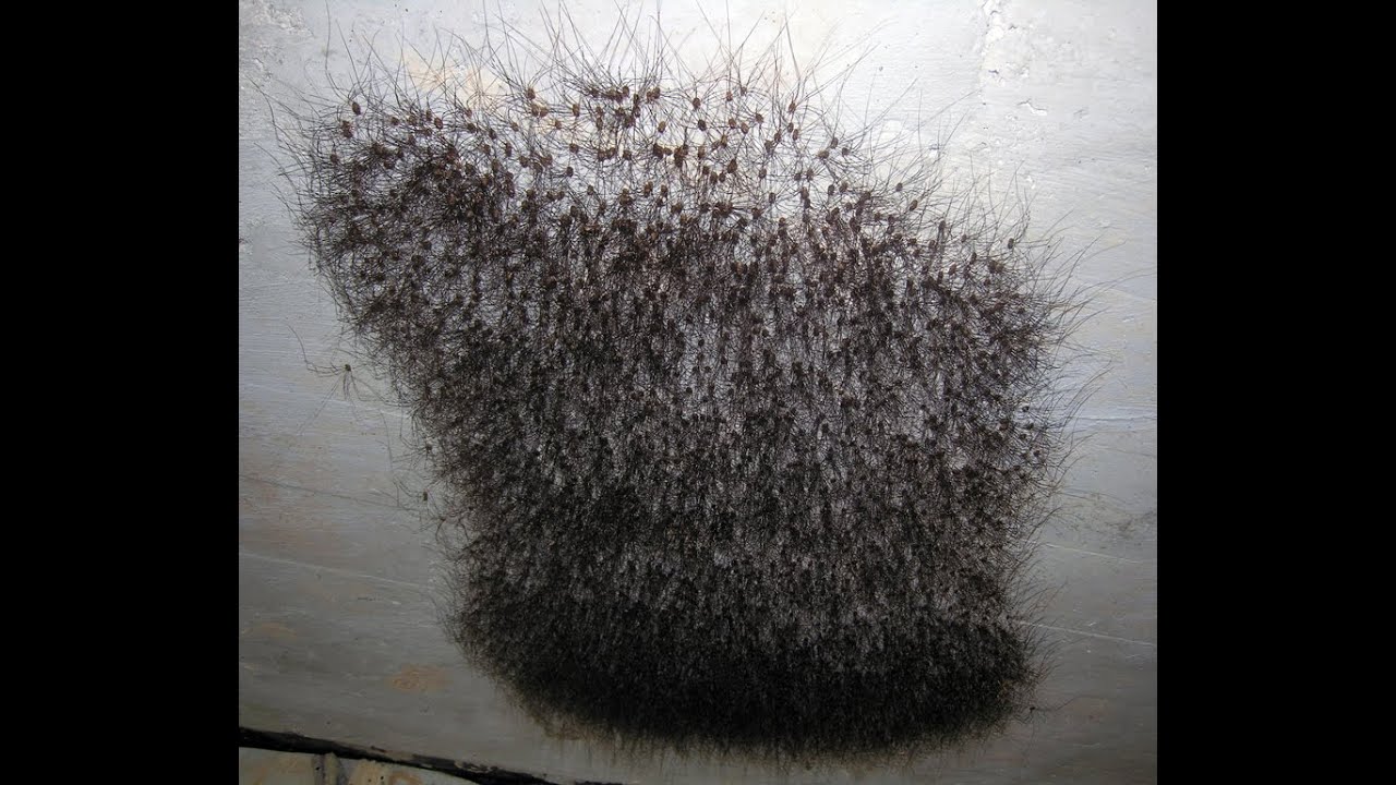 SPIDER INFESTATION - YouTube