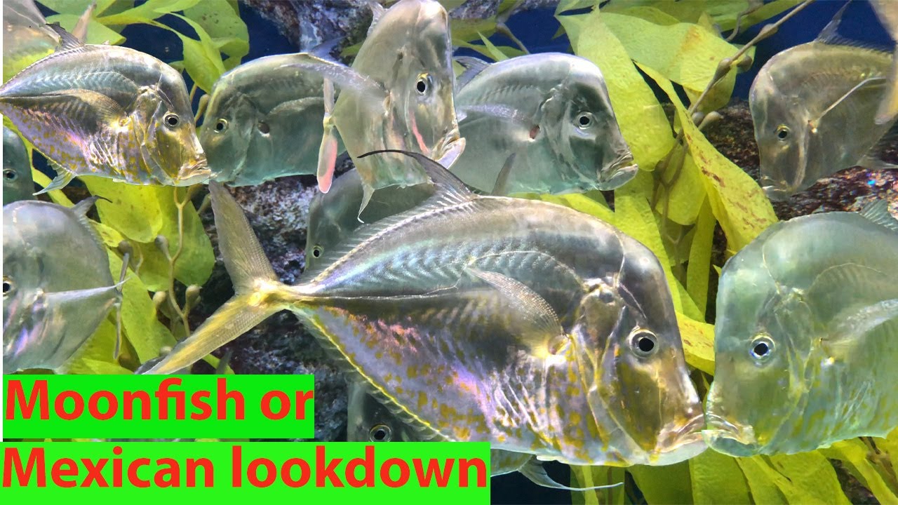 Mexican Lookdownfish or Moonfish - Top fish for your aquarium at home ...