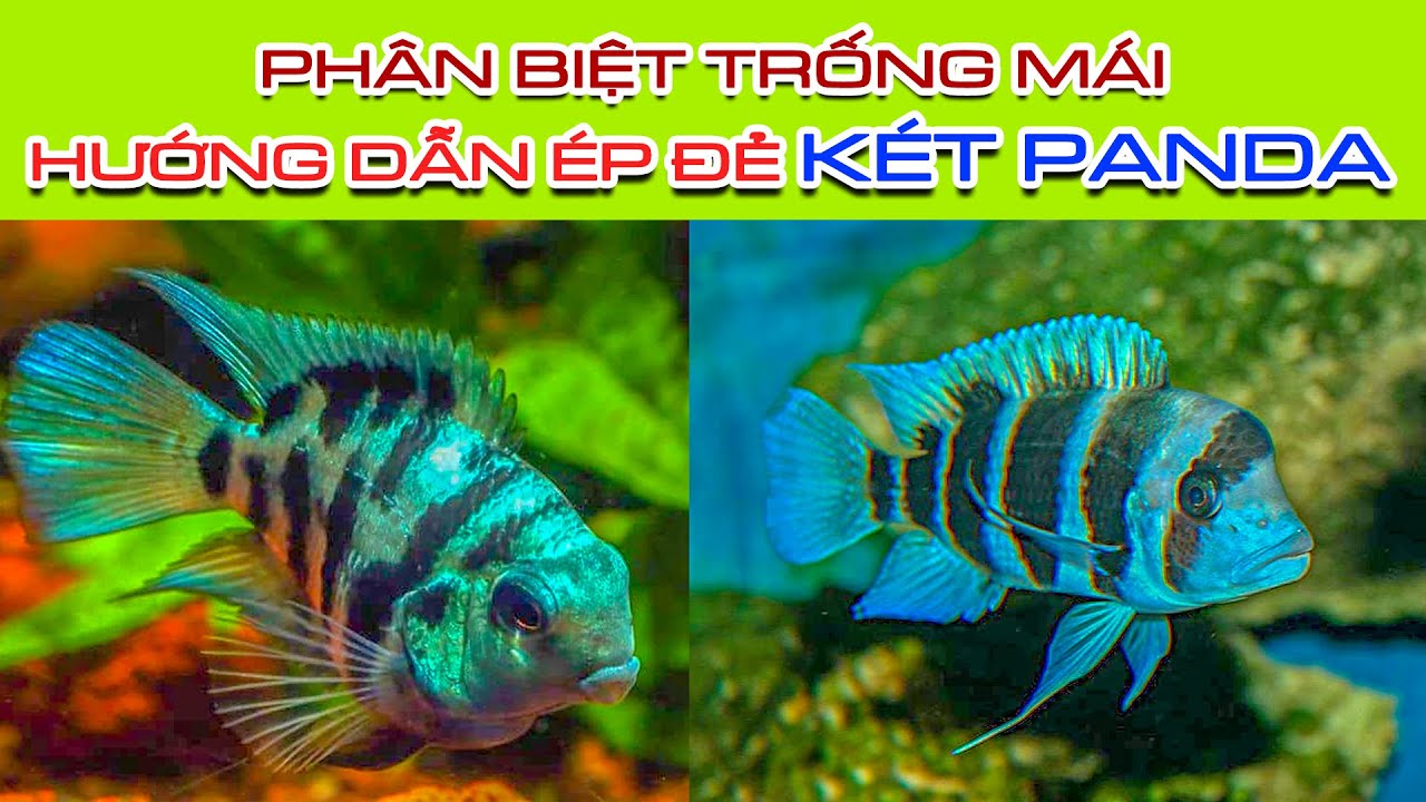 Hướng Dẫn Nuôi Cá Két Panda Sinh Sản - Cách Phân Biệt Trống Mái Cá Két ...