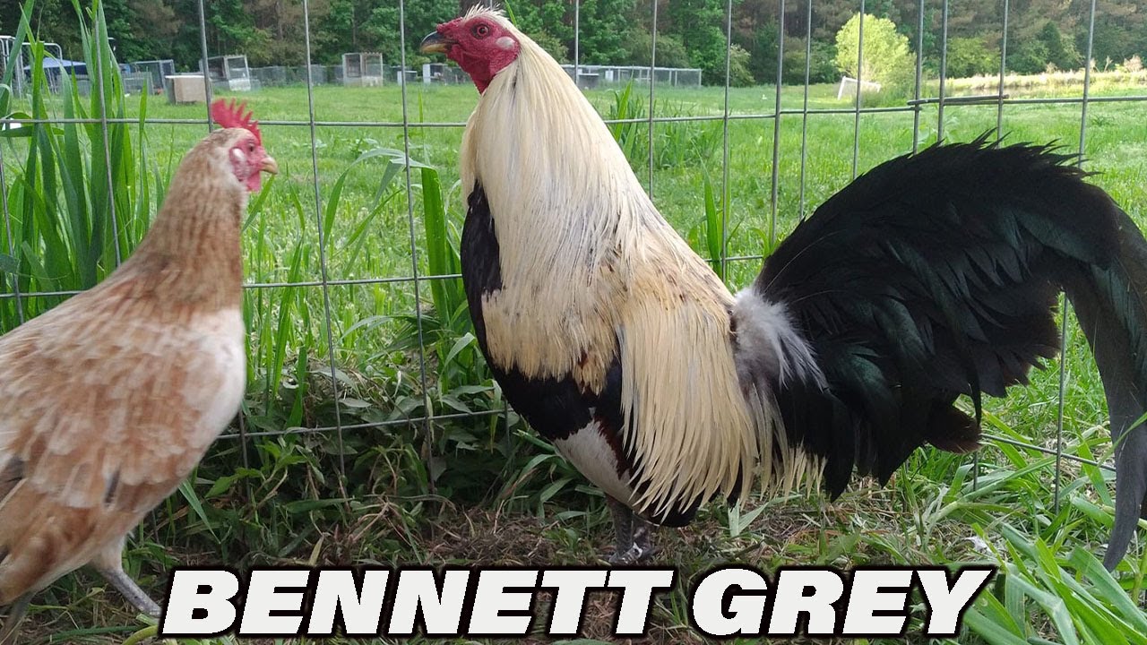 Bennett Grey Slick Lizard Lacy Roundhead Payton Sweater - CW FARM ...