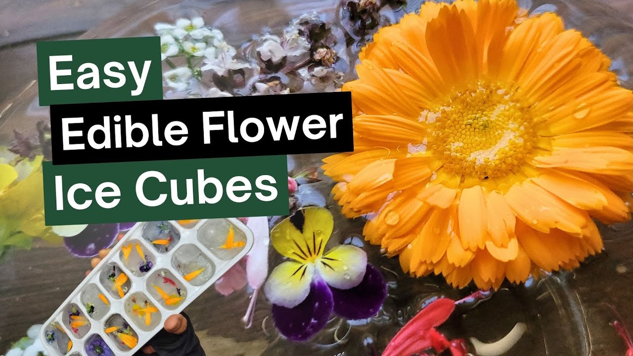 DIY Edible Flower Ice Cubes in 3 Easy Steps - YouTube