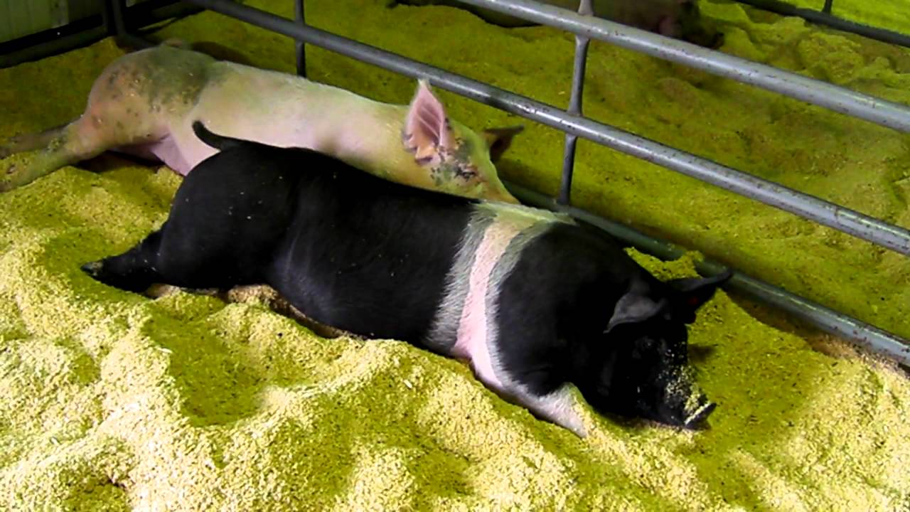 Pigs relaxing - YouTube