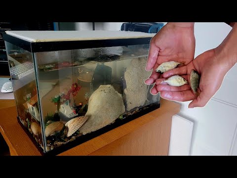 Filling my Saltwater Fish Tank with Wild Fish - YouTube