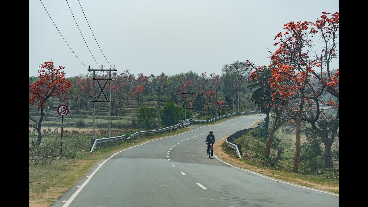 Abundance of Palash trees around Manbazar, Chepua, Daha in Purulia ...