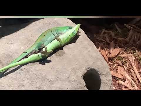 Lizards hugging - YouTube