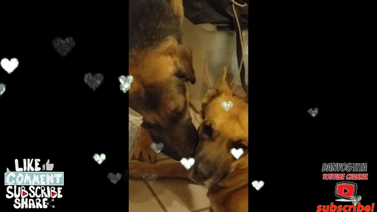 Our Dogs Flirting With Each other - YouTube