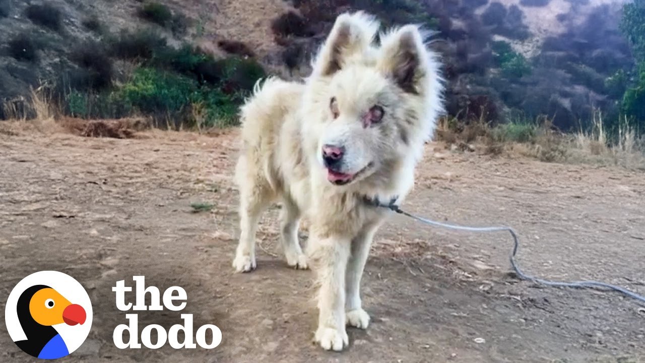 Abandoned Blind Husky Has The Best Glow Up | The Dodo - YouTube