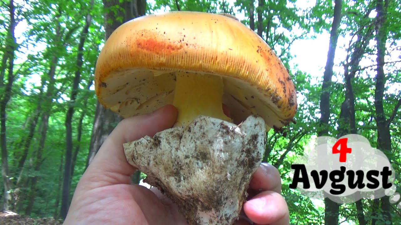 Carevka - Kneginja - Blagva / Lat. Amanita caesarea - YouTube