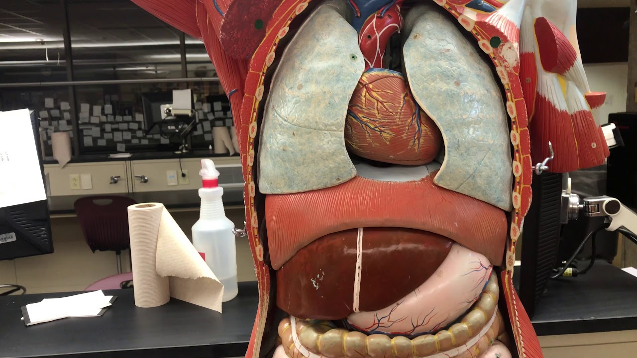 Anatomy Lab: Body Cavities 1007.2 - YouTube