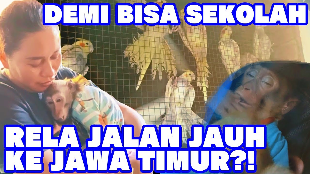 JAUH-JAUH KE MADIUN CUMA UNTUK BERUK LUCU INI?!! - YouTube