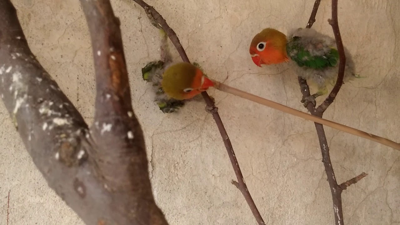 Cute Baby Love Bird Fisher Parrot Struggle with sticks| Cute Fischer's ...