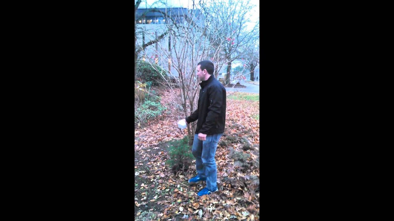 Mute Swan egg addling - YouTube