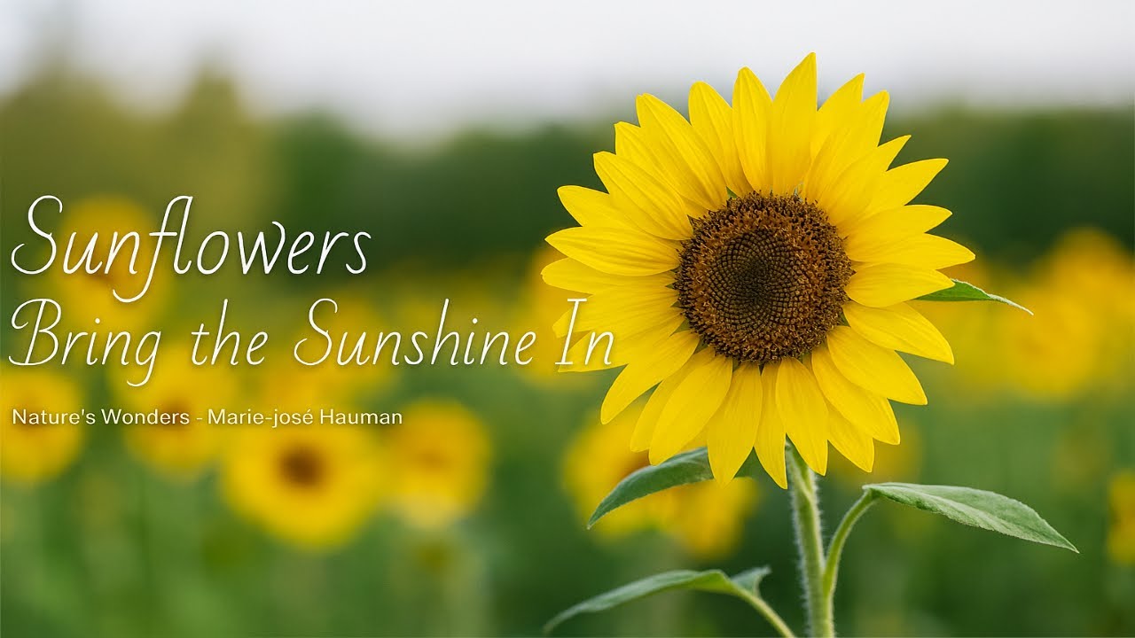 Sunflowers Bring the Sunshine In #sunflowers #songnew # ...