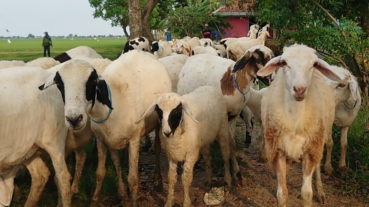 Goat and sheep - Suara kambing - Suara Binatang Ternak. - YouTube