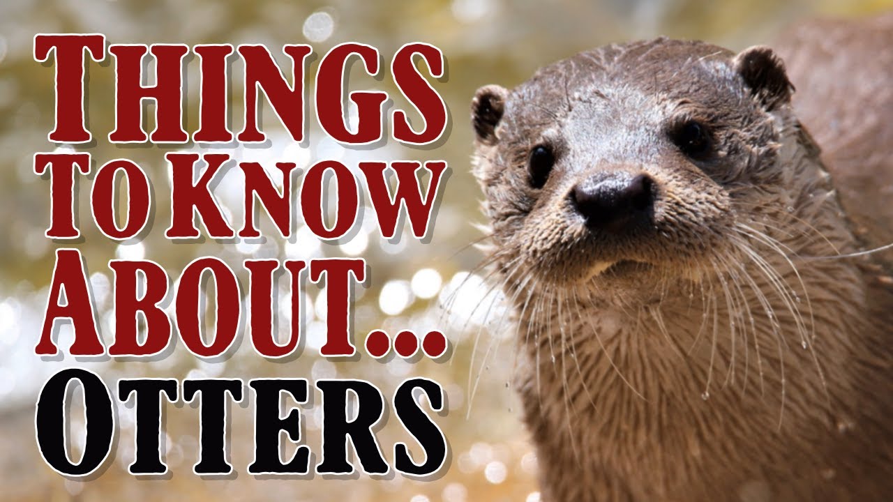 Things To Know About... Otters - YouTube