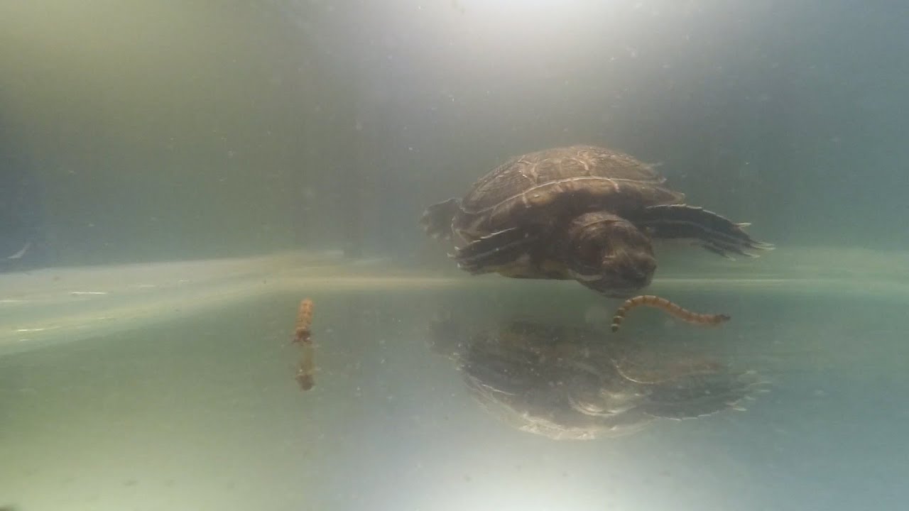 Turbo The Turtle Killer Mode ON - YouTube