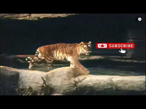Caspian Tiger video colorized by AI [TEST] - Soraya (Caspian tigress) from Hamburg Zoo, 1959.