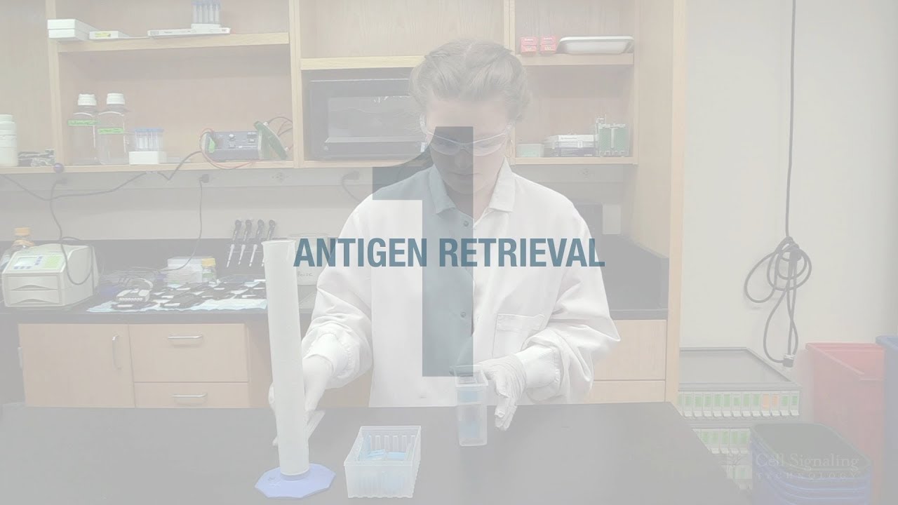 Better IHC Step 1: Antigen Retrieval - YouTube